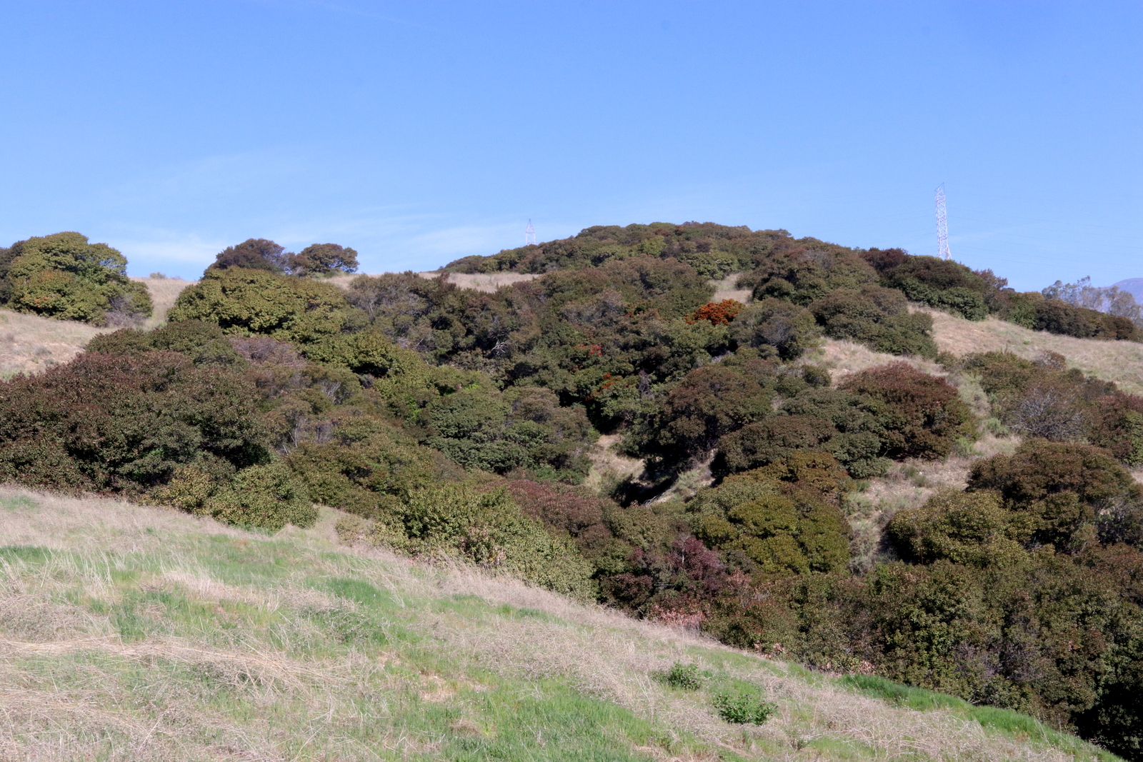 Pictures of the park environment – Claremont Wildlands Conservancy